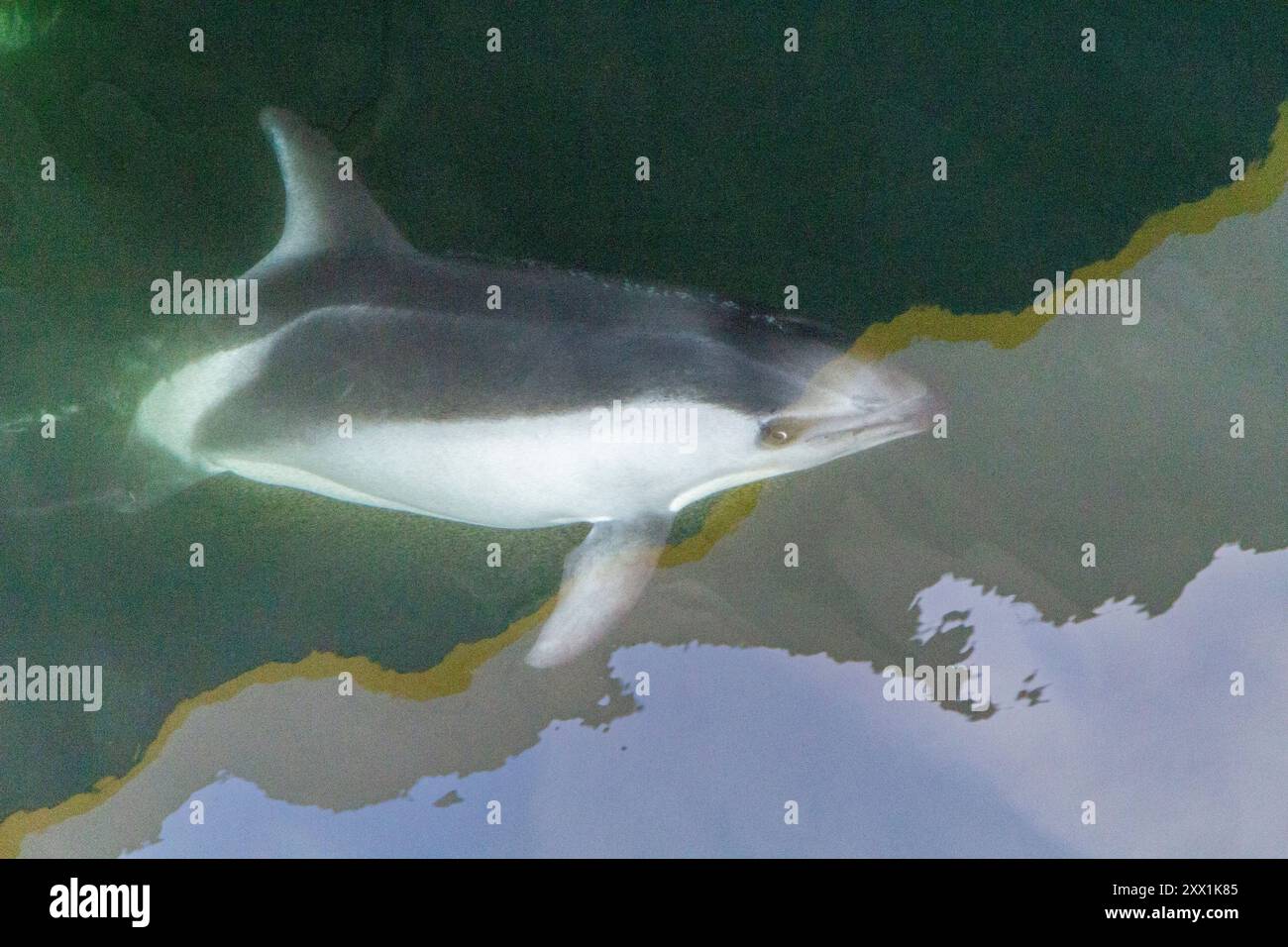 Adult Peale's Dolphin (Lagenorhynchus australis), bow-riding near New ...