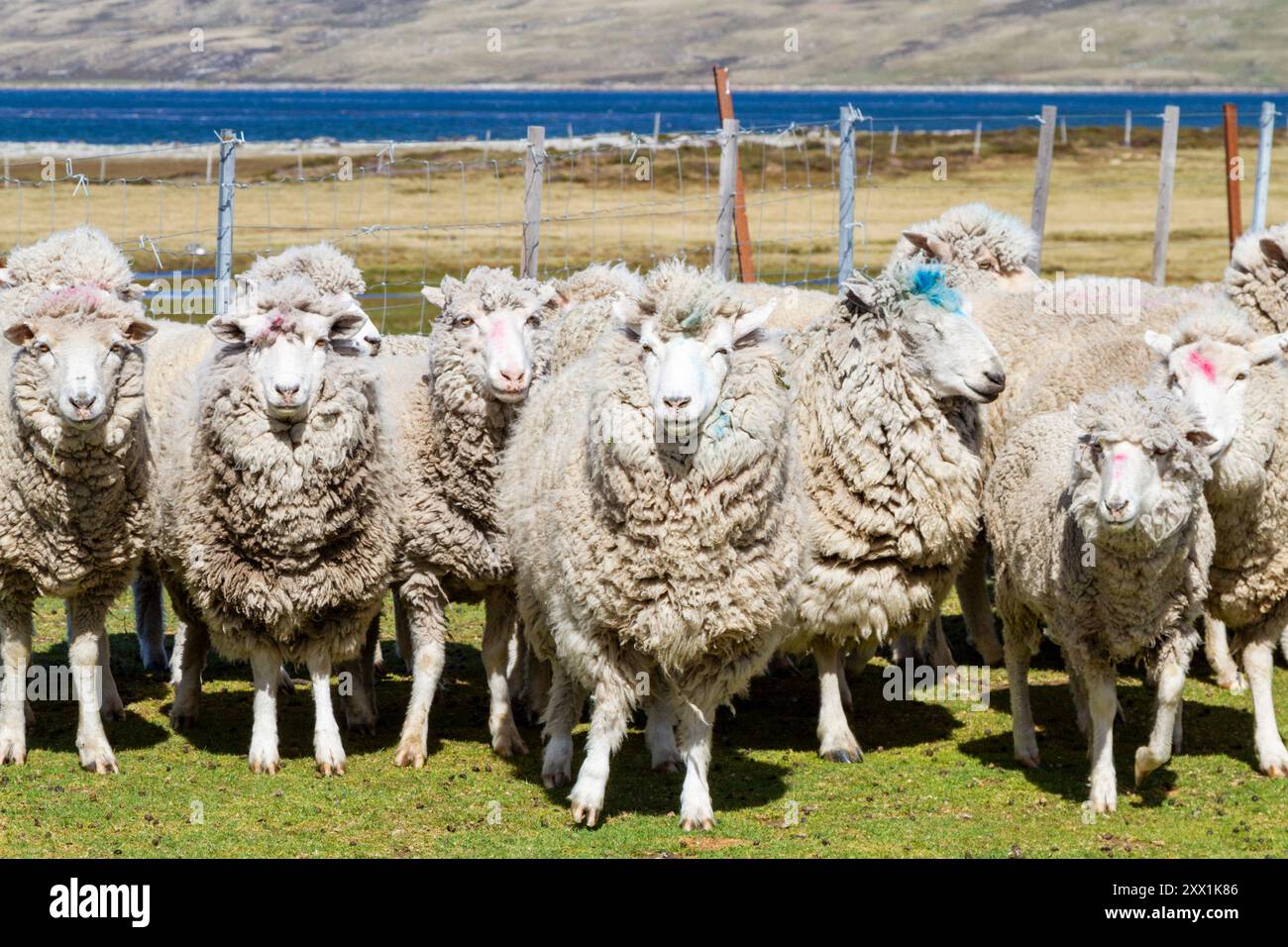 Veldt atlantic hi-res stock photography and images - Alamy