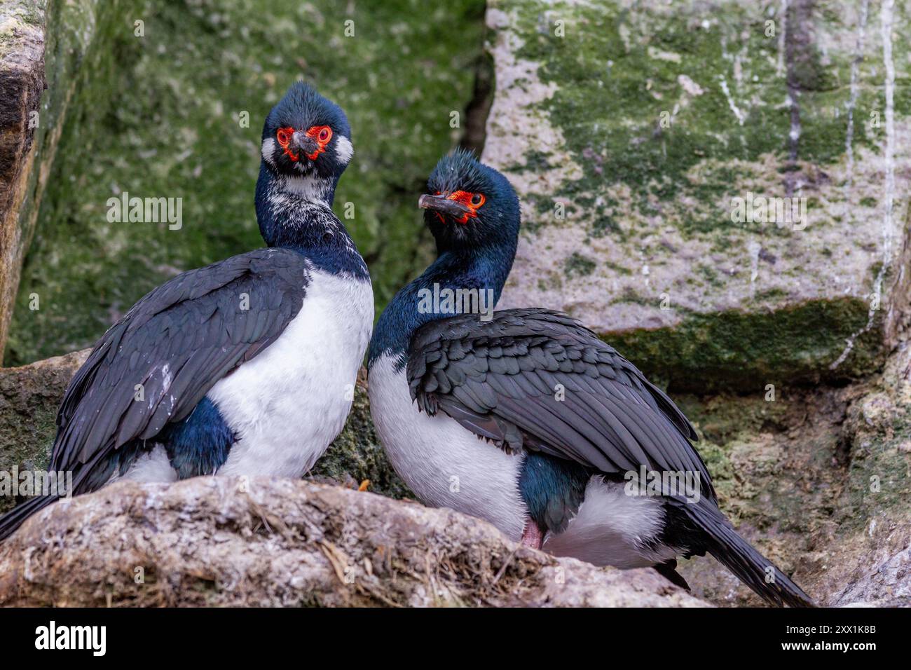 Rock shag (Phalacrocorax magellanicus), pair exhibiting courtship ...