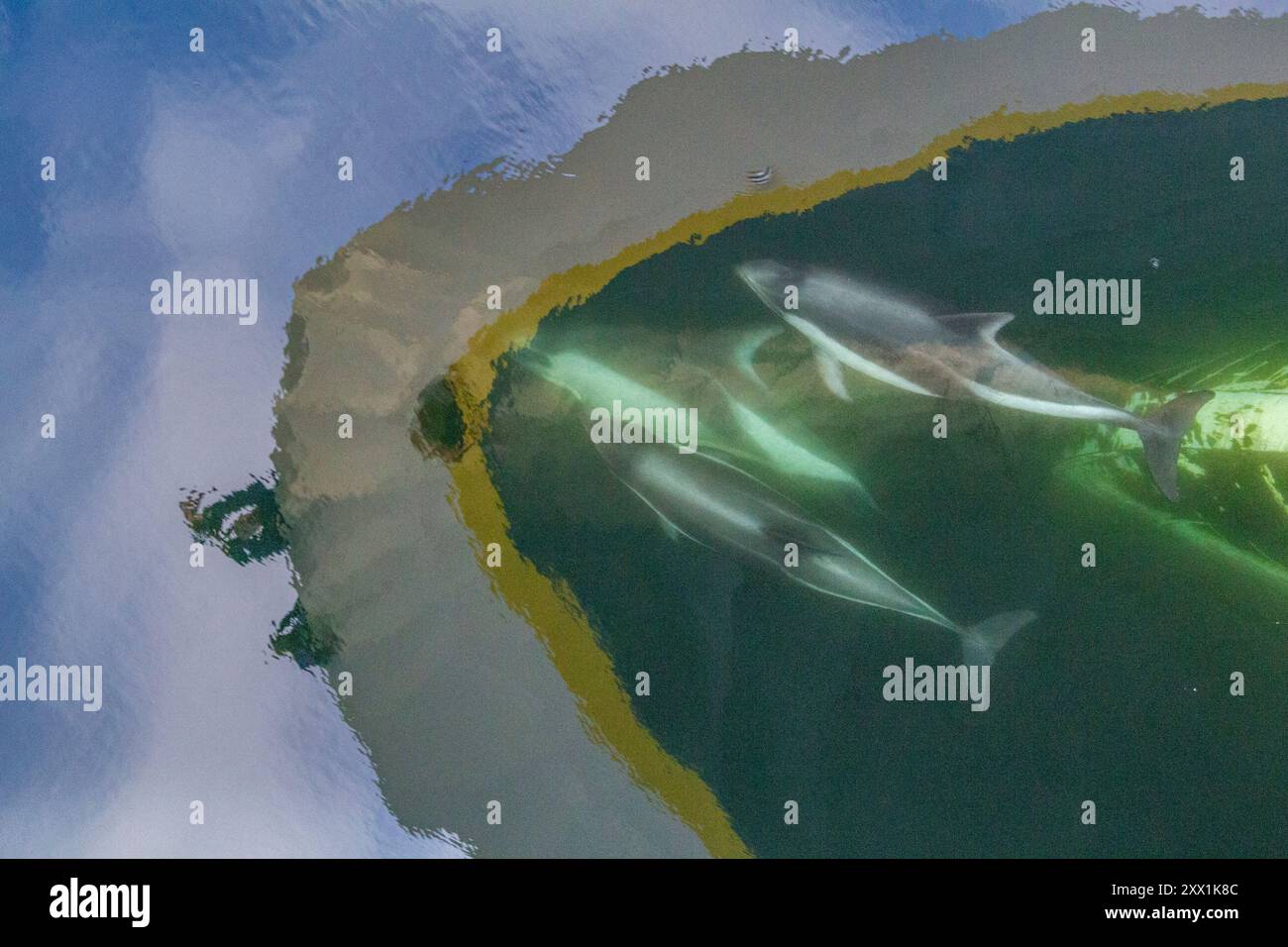 Adult Peale's Dolphin (Lagenorhynchus australis), bow-riding near New ...