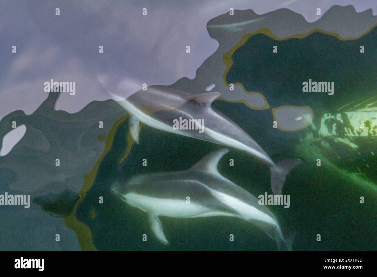 Adult Peale's Dolphin (Lagenorhynchus australis), bow-riding near New ...