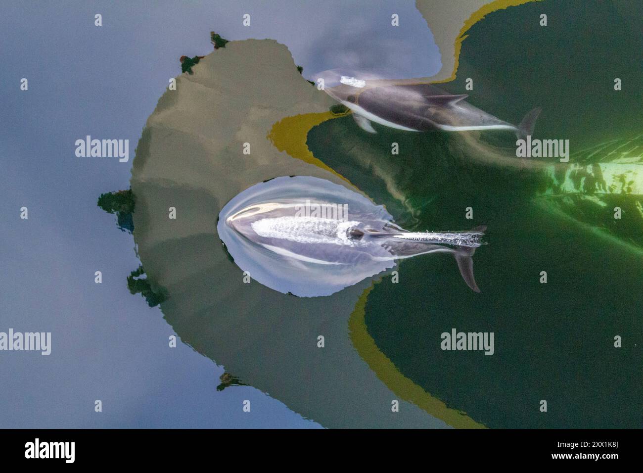 Adult Peale's Dolphin (Lagenorhynchus australis), bow-riding near New ...