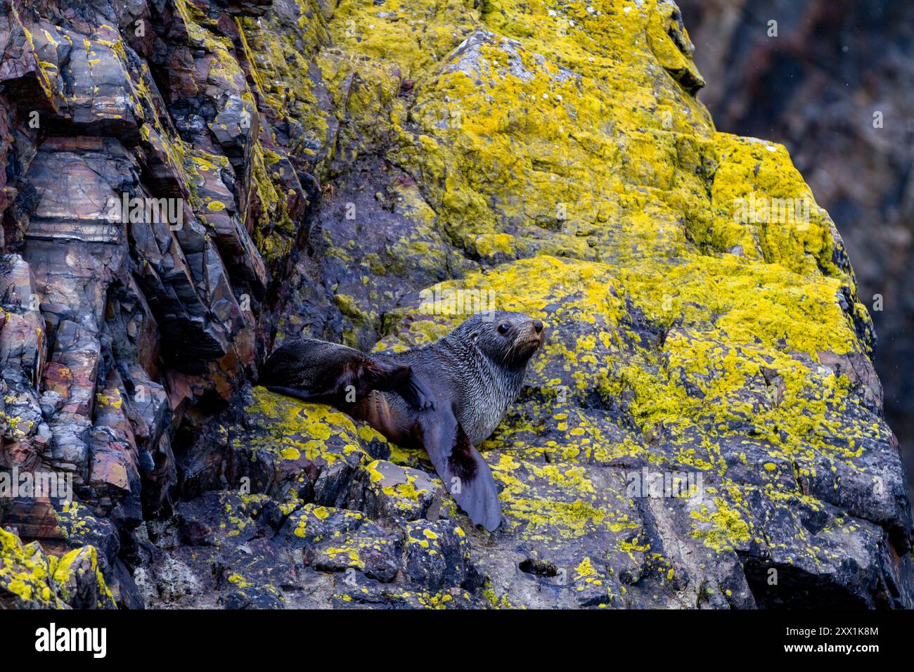Adult Antarctic fur seal (Arctocephalus gazella), on lichen-covered ...