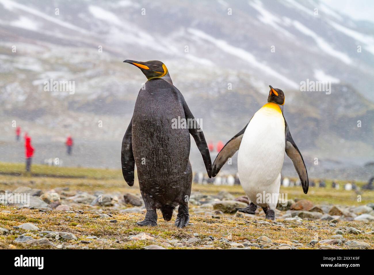 Black king penguin rare hi-res stock photography and images - Alamy