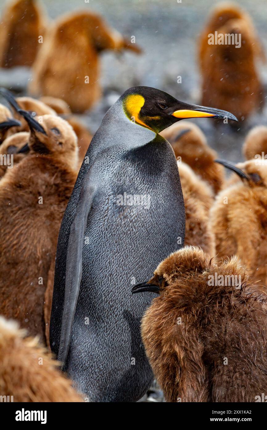 Avian parental instincts hi-res stock photography and images - Alamy