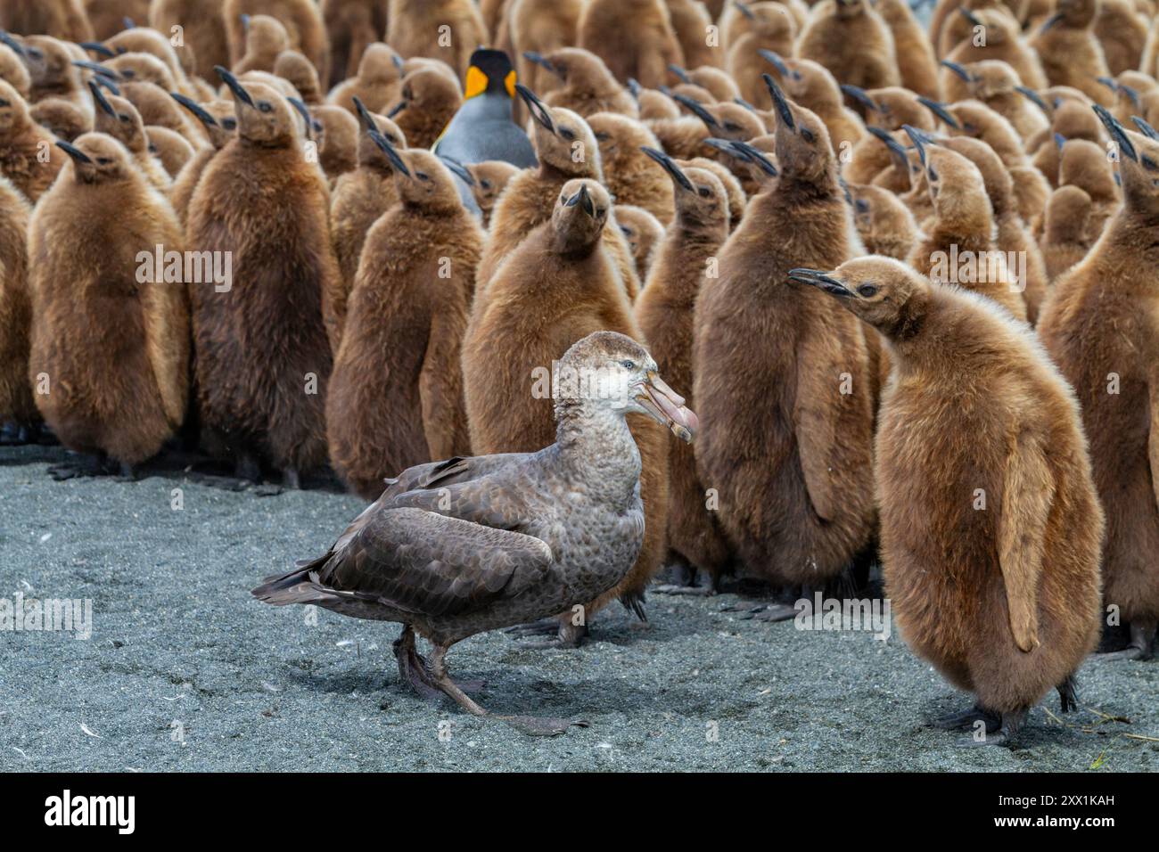Northern giant petrel (Macronectes halli) amongst king penguin chicks ...
