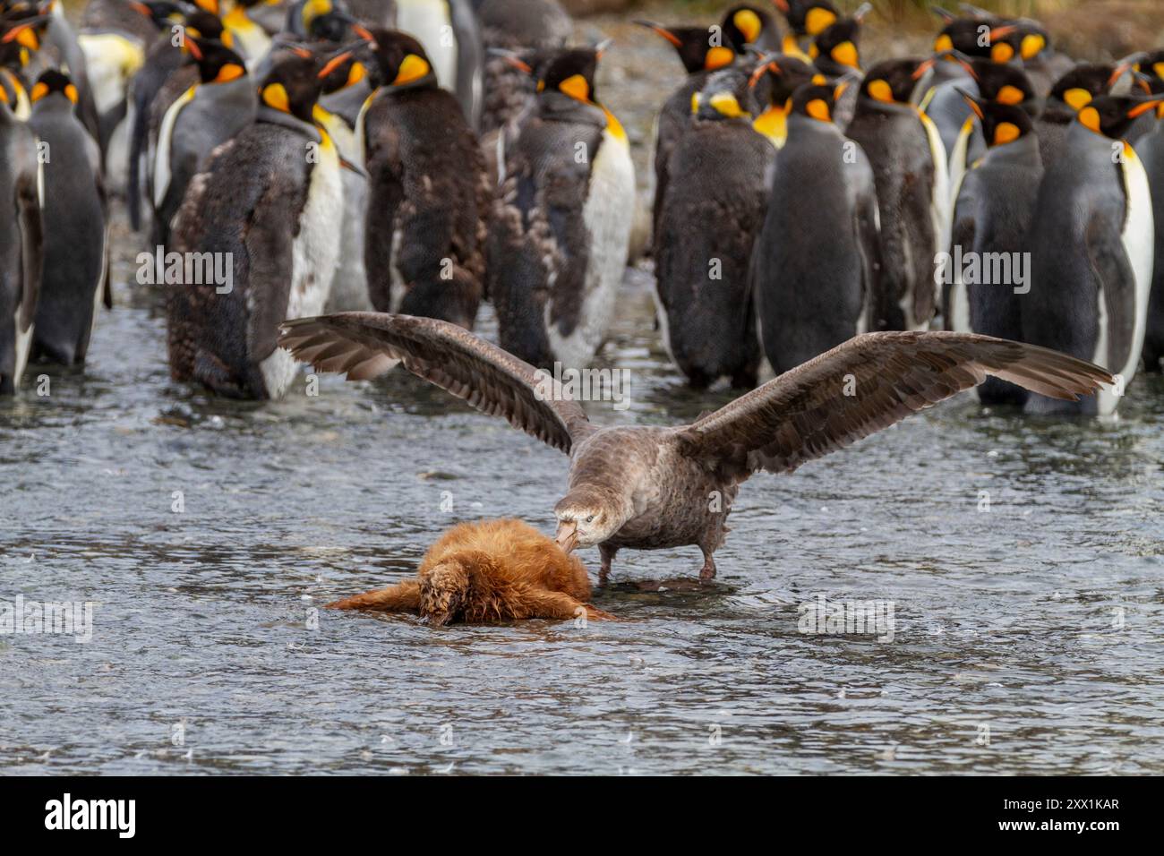 Seabird interactions hi-res stock photography and images - Alamy