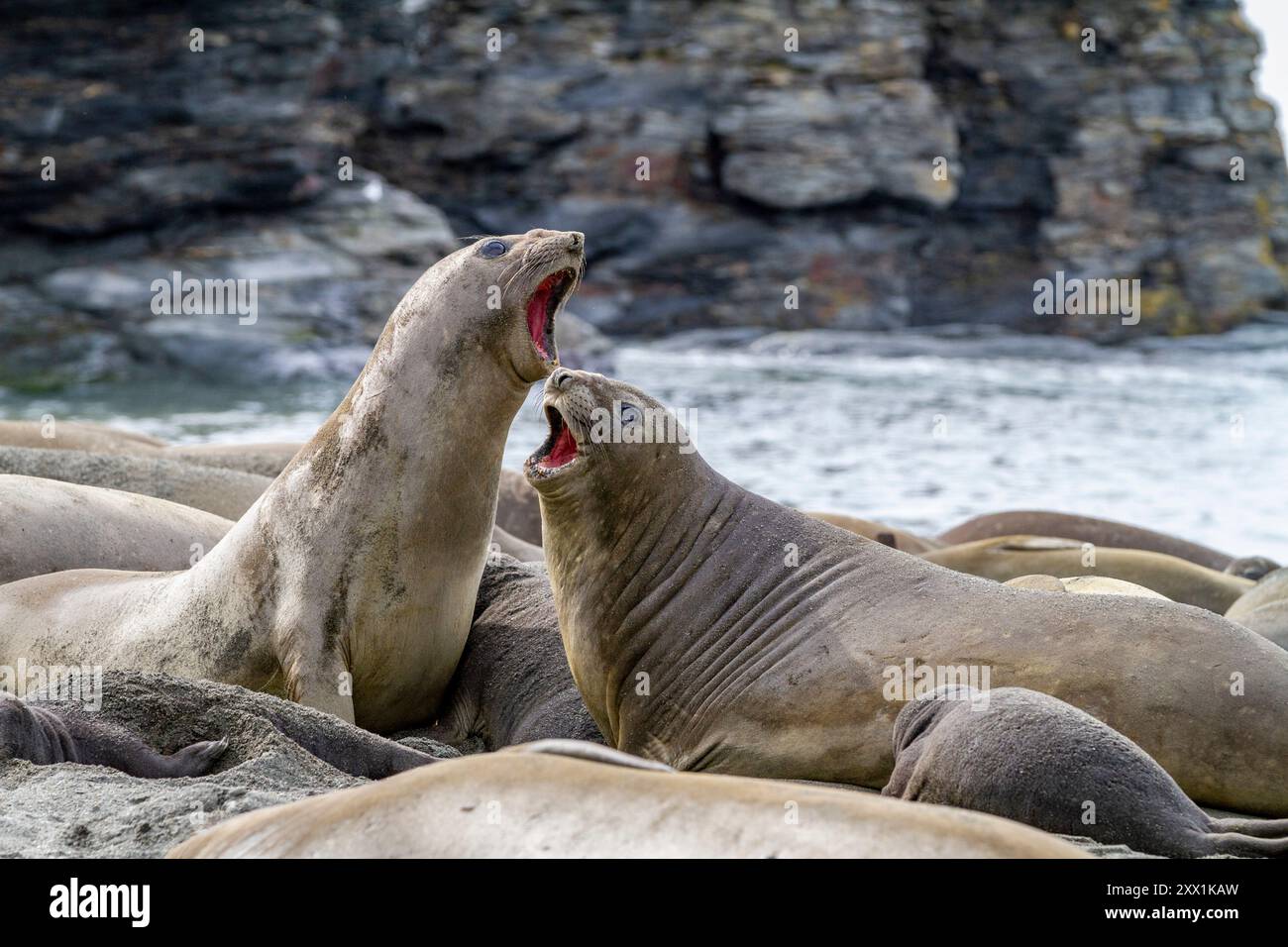 Female southern elephant seals (Mirounga leonina) showing slight ...