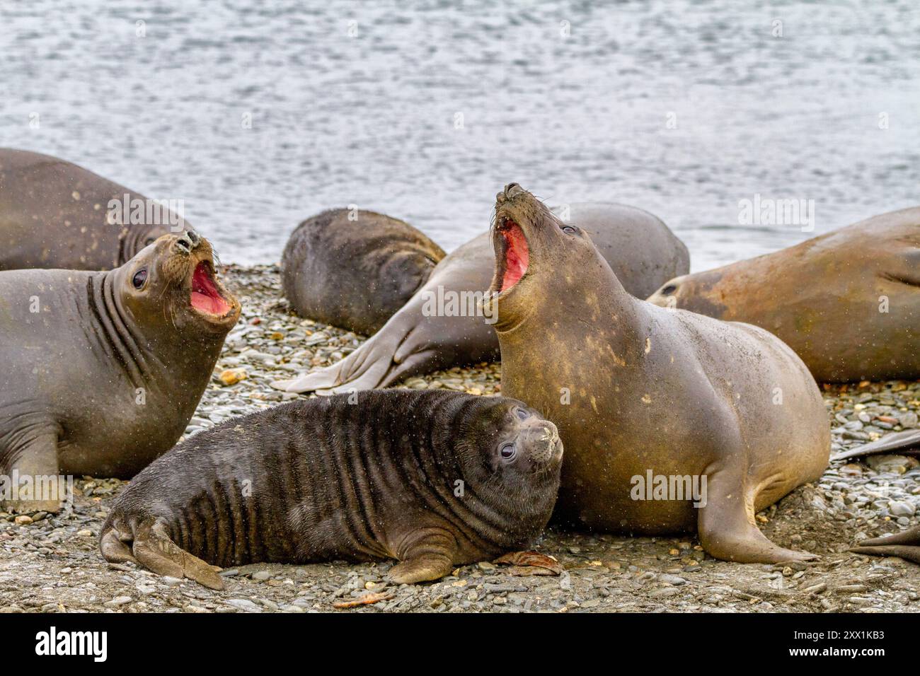Migration of seals hi-res stock photography and images - Alamy