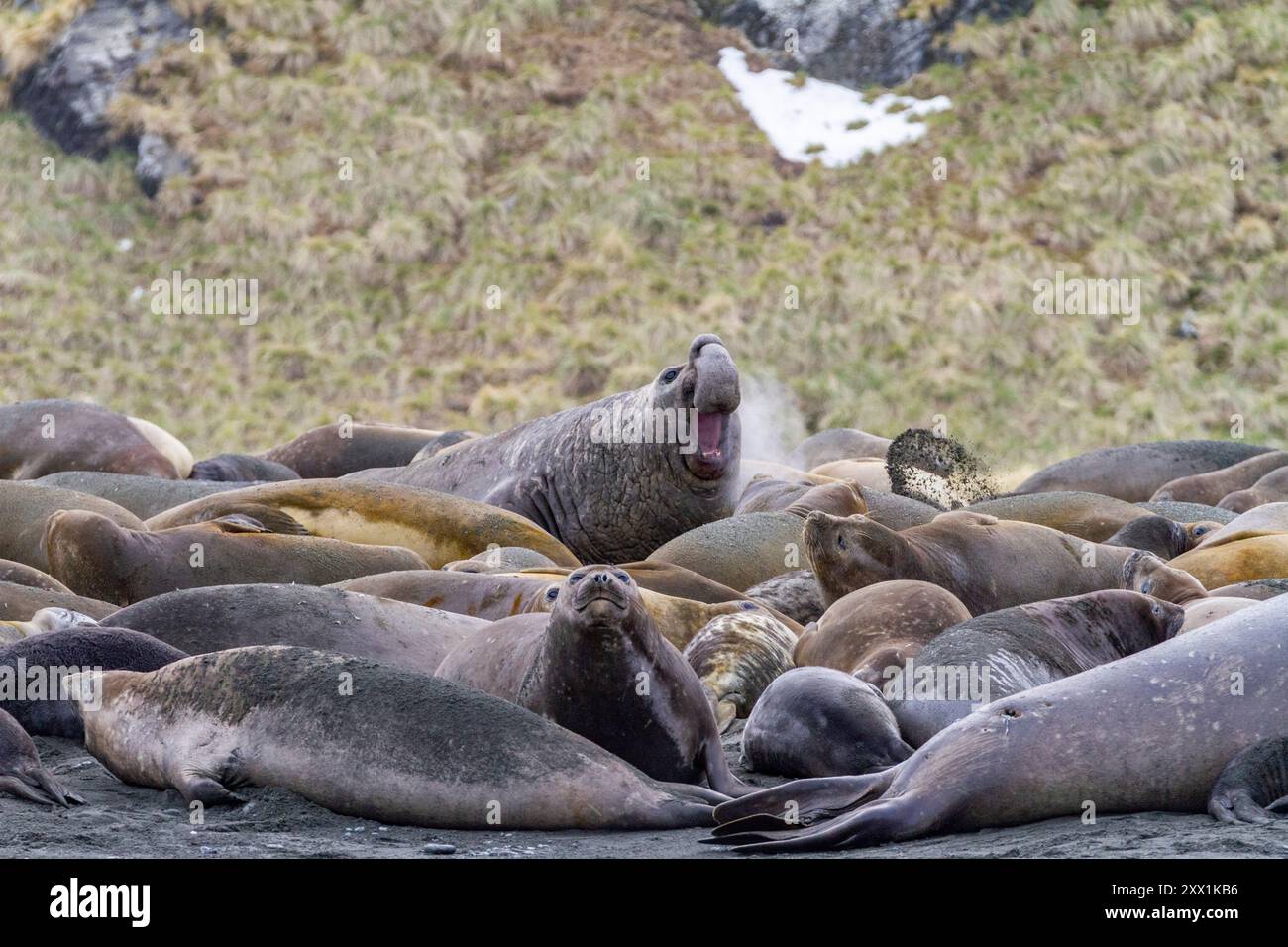 Adult bull southern elephant seal (Mirounga leonina) issuing a ...