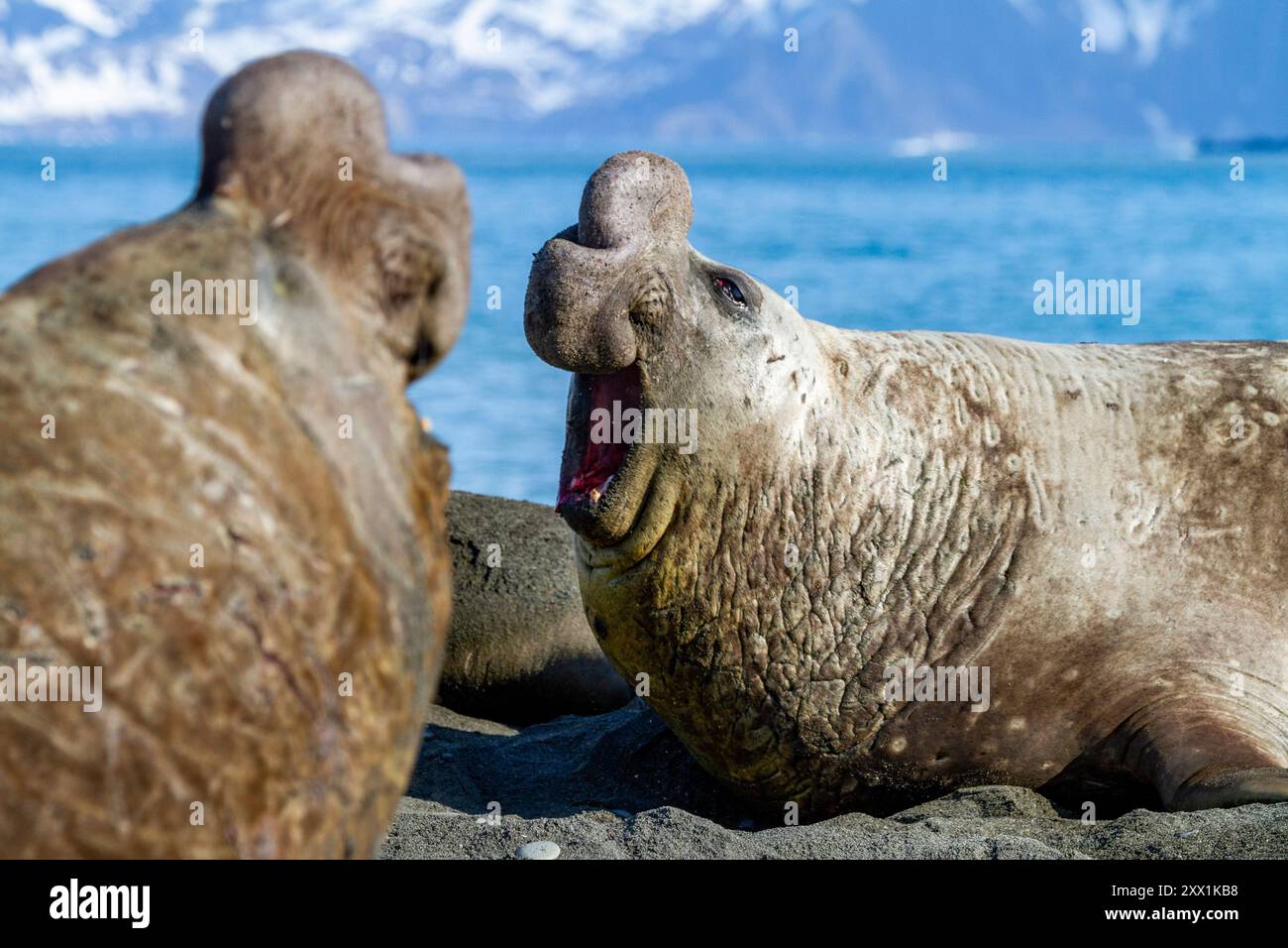 Bull southern elephant seal (Mirounga leonina) issuing a bellowing ...