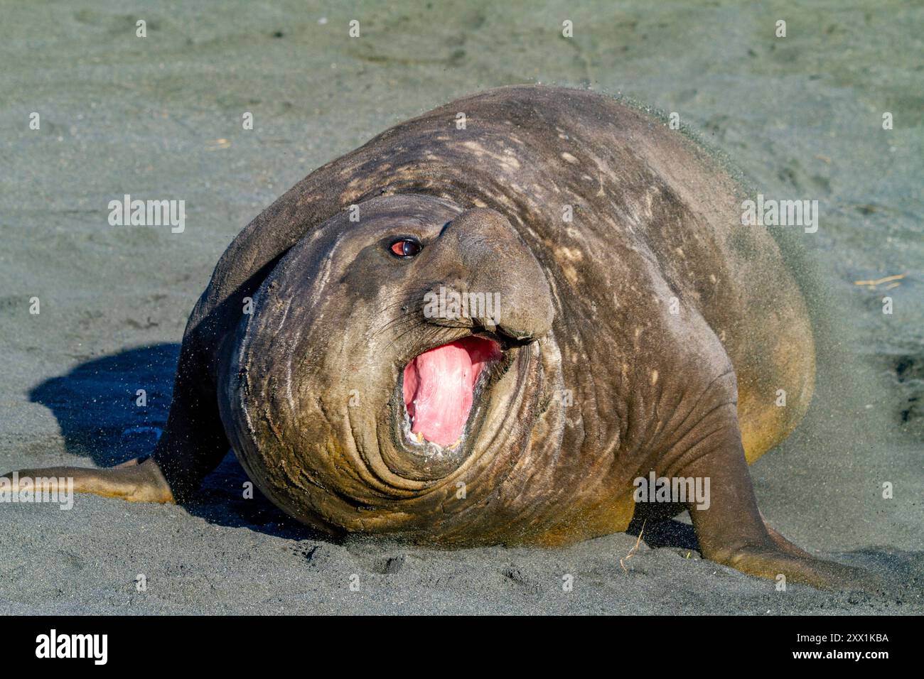 Another unique species hi-res stock photography and images - Alamy