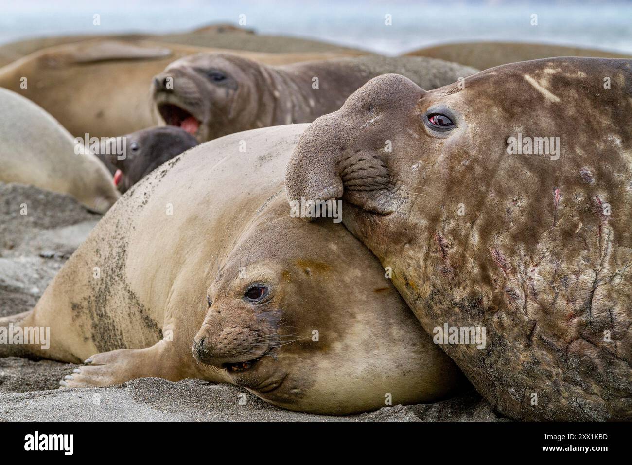 Adult beachmaster bull southern elephant seal (Mirounga leonina ...
