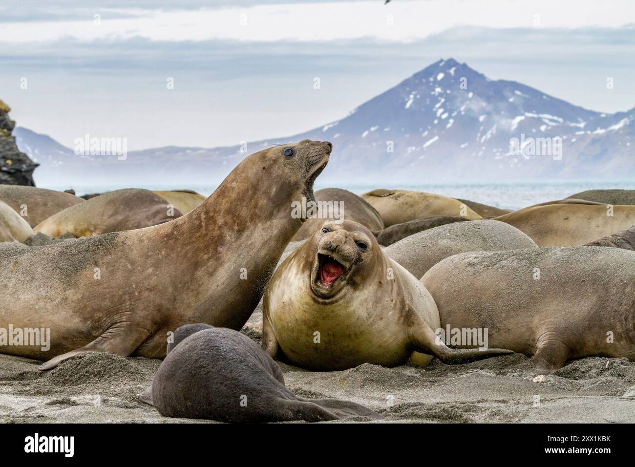 Female southern elephant seal (Mirounga leonina) showing slight ...