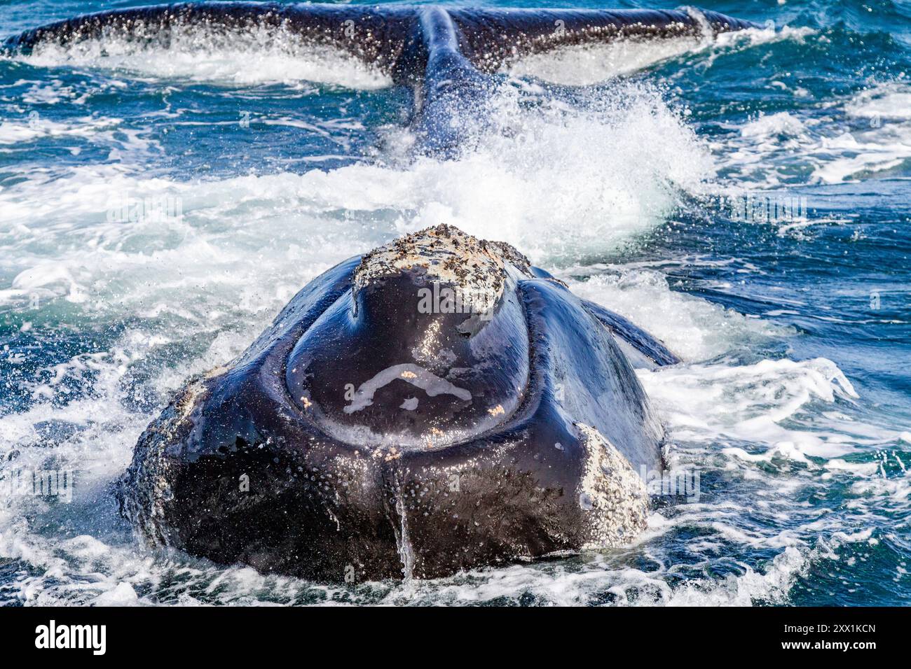 Southern right whale (Eubalaena australis) adult female lifting both ...