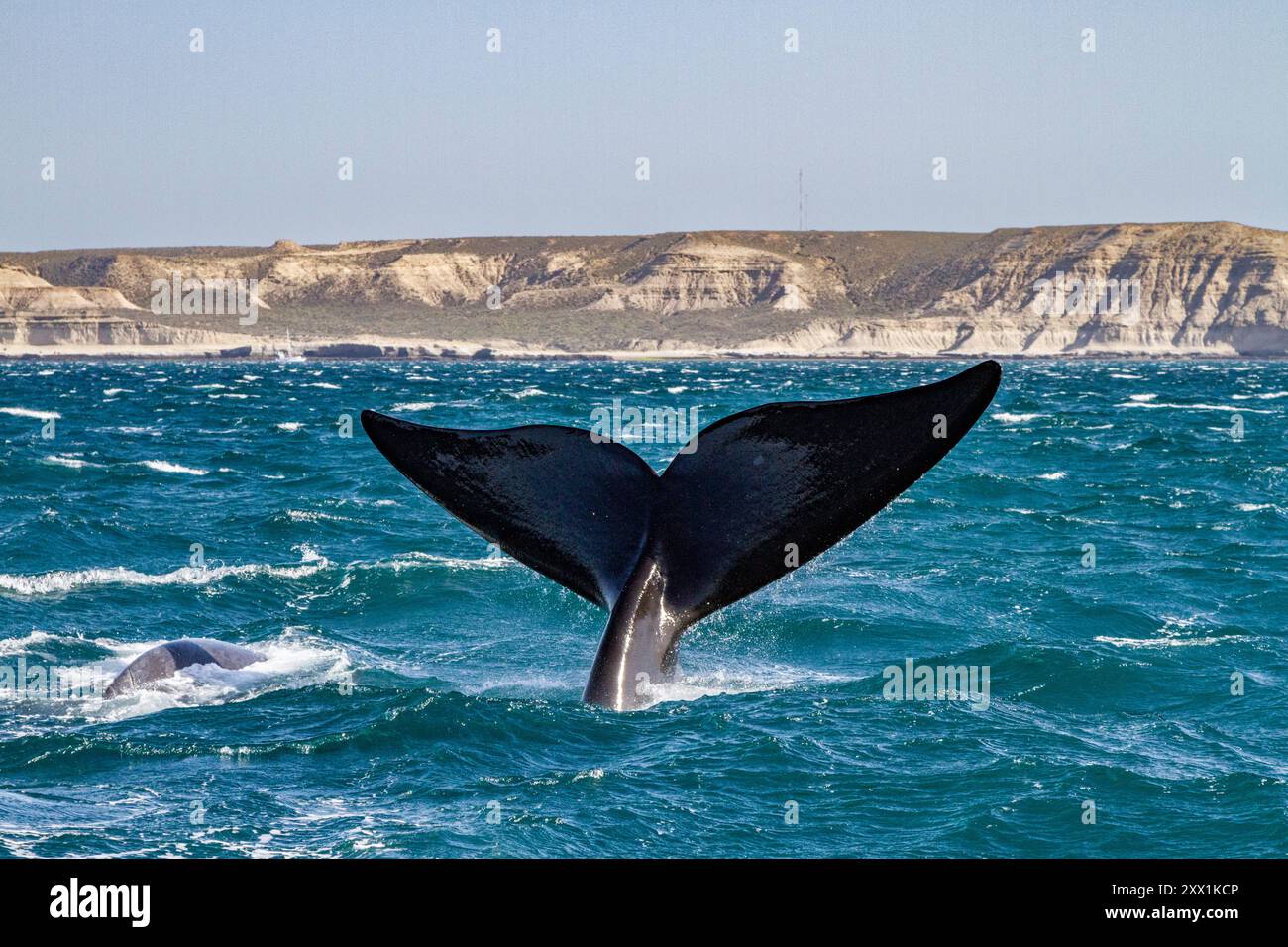 Southern right whale (Eubalaena australis) adult female flukes-up to ...
