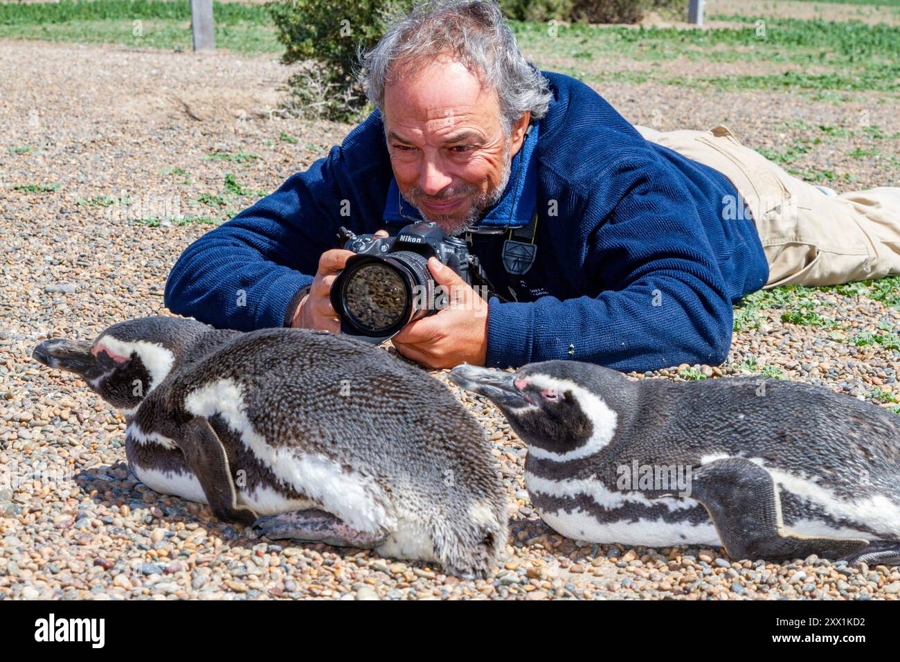 Author Carl Safina photographing a pair of Magellanic penguins ...