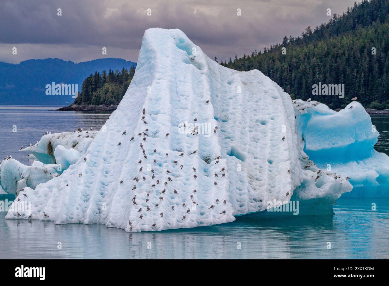 Black-legged kittiwakes (Rissa tridactyla) on iceberg in Tracy Arm ...