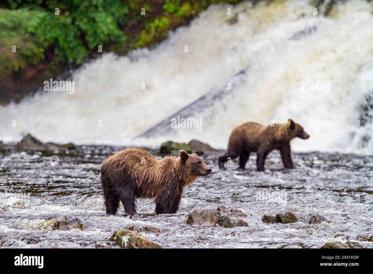Adult brown bear pair (Ursus arctos) fishing for pink salmon at Pavlof ...