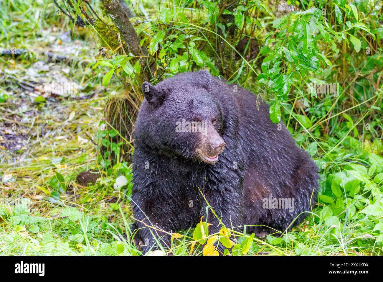 Adult American black bear (Ursus americanus) near Mendenhall Glacier, Southeast Alaska, United ...