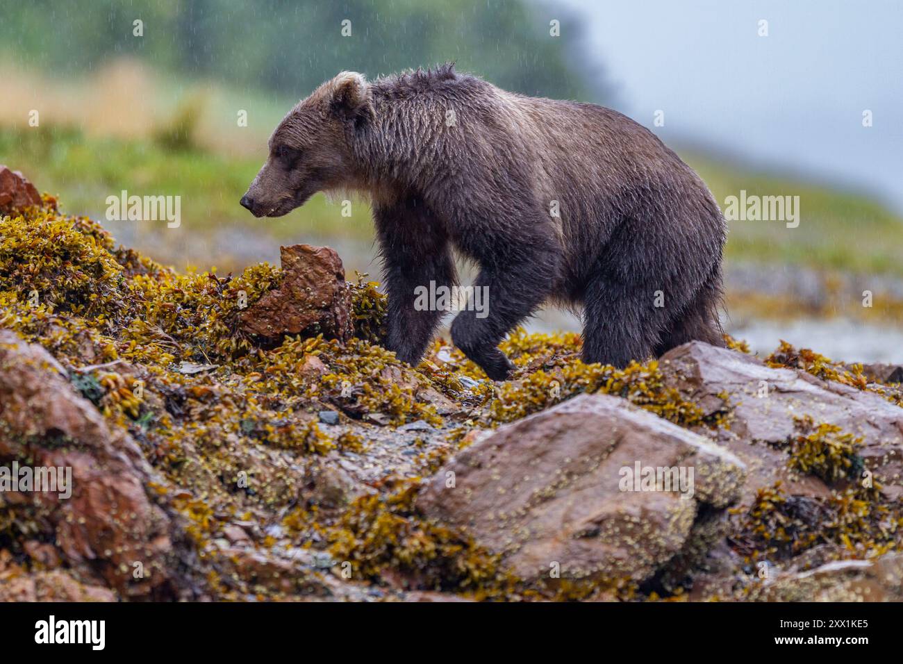 Adult brown bear (Ursus arctos) foraging along the shoreline at Pavlof ...