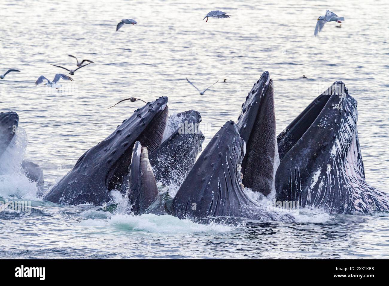 Humpback whales feeding birds hi-res stock photography and images - Alamy