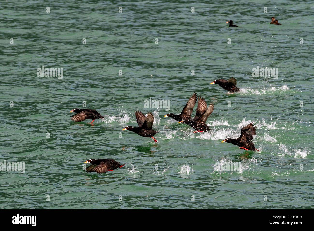 Adult surf scoters hi-res stock photography and images - Alamy