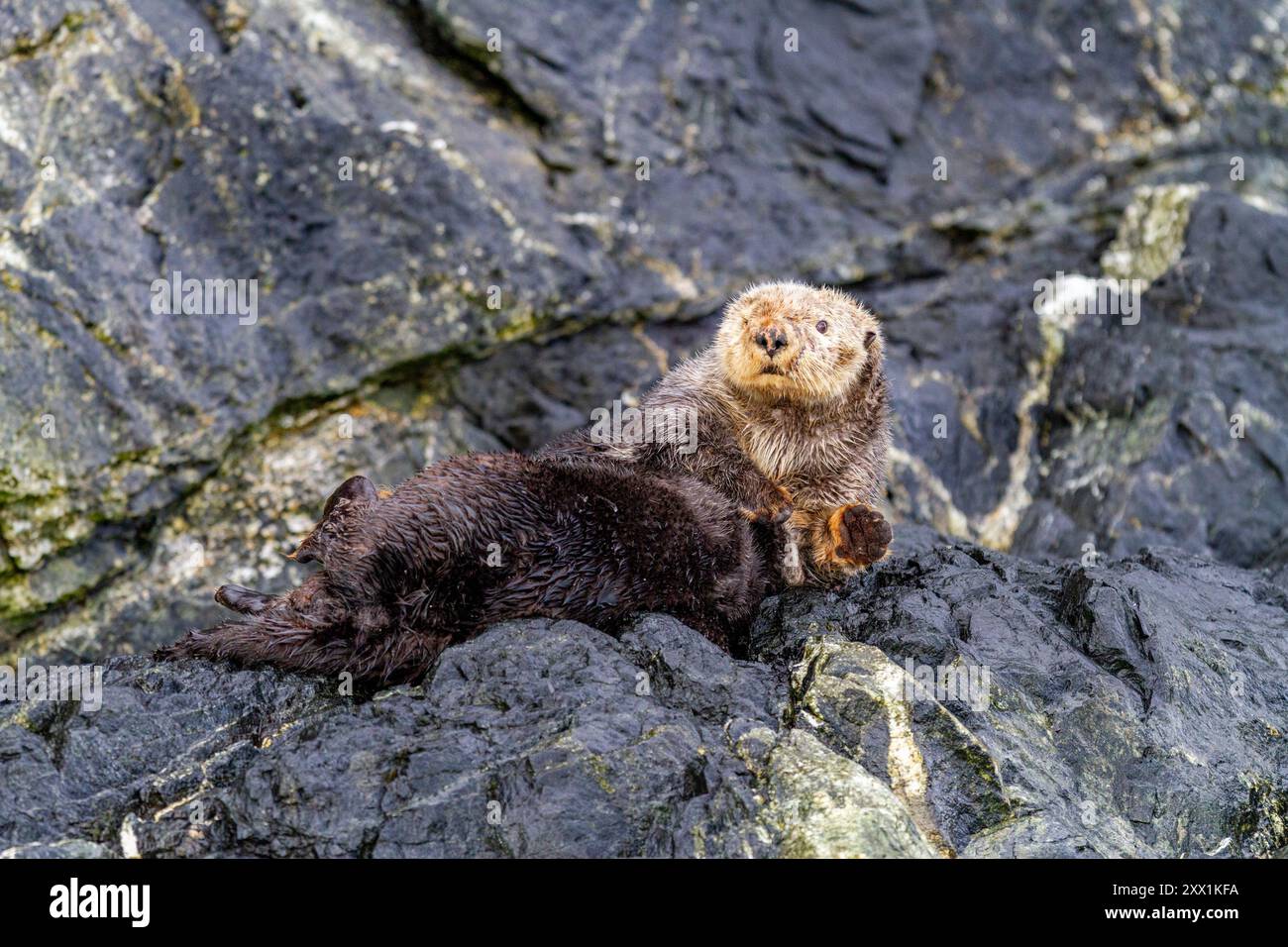 Otter interactions hi-res stock photography and images - Alamy