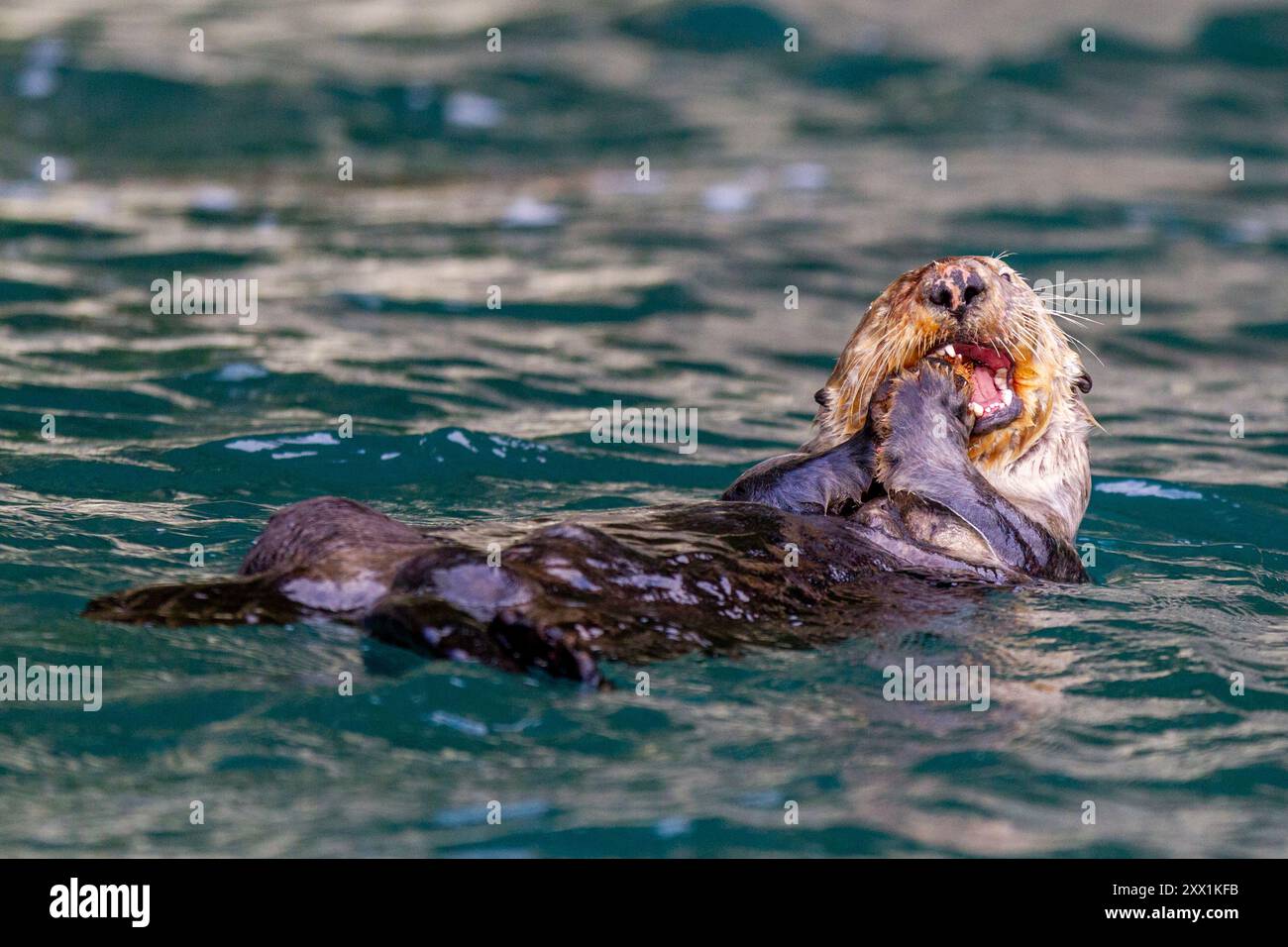 Adult female sea otter (Enhydra lutris kenyoni) eating urchins she has ...