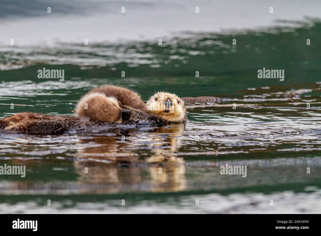 Adult sea otter (Enhydra lutris kenyoni) mother with her pup on her chest in Inian Pass ...