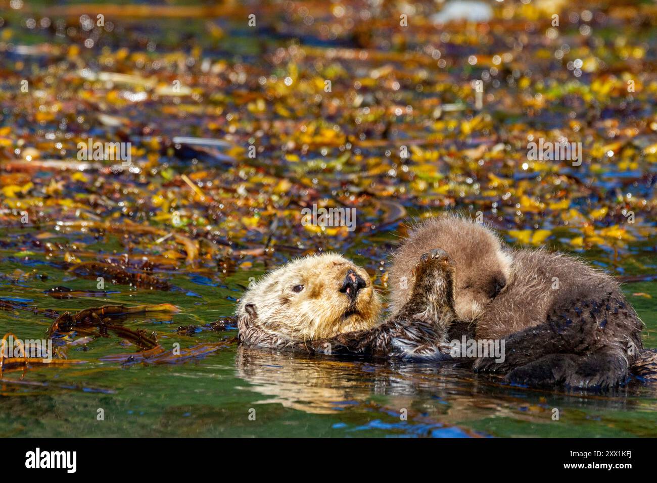 Adult sea otter (Enhydra lutris kenyoni) mother with her pup on her ...