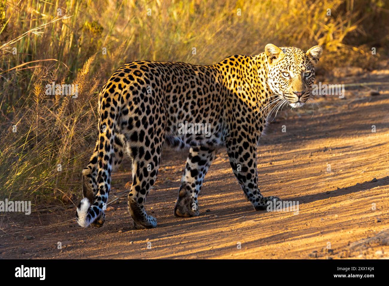 African Leopard, Pilanesberg National Park, North West Province, South ...