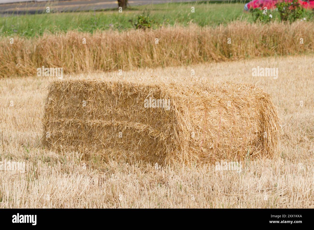 Hay harvest norfolk hay bale bale agriculture hi-res stock photography ...