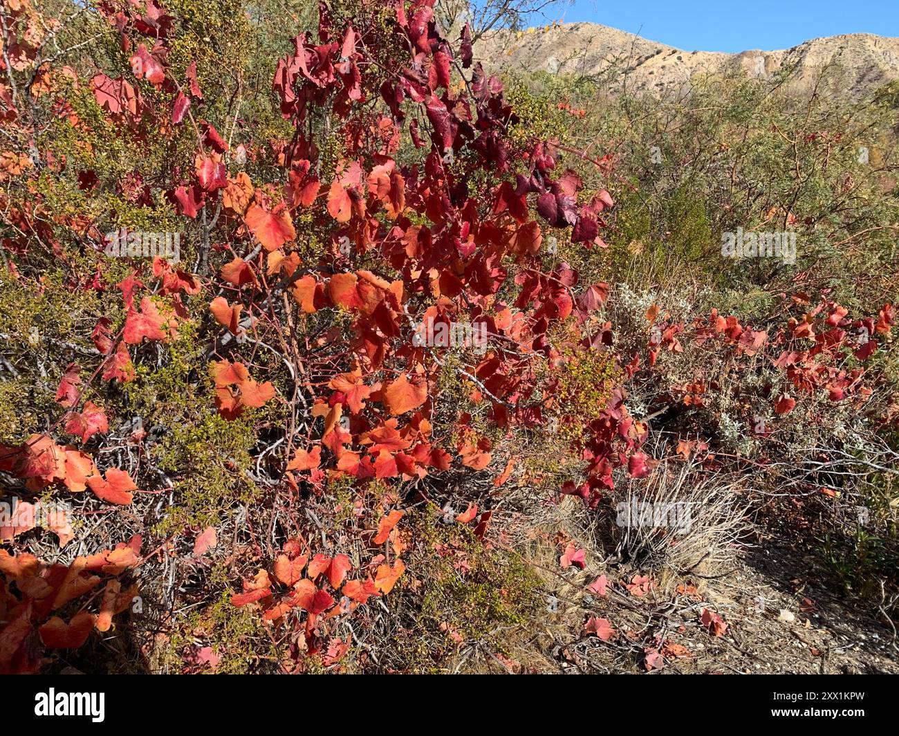 desert wild grape (Vitis girdiana) Plantae Stock Photo - Alamy