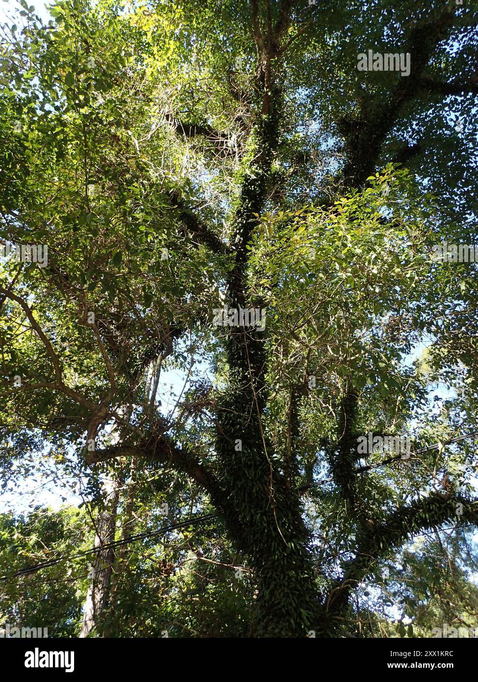 Lanceleaf Tongue Fern (Pyrrosia lanceolata) Plantae Stock Photo - Alamy