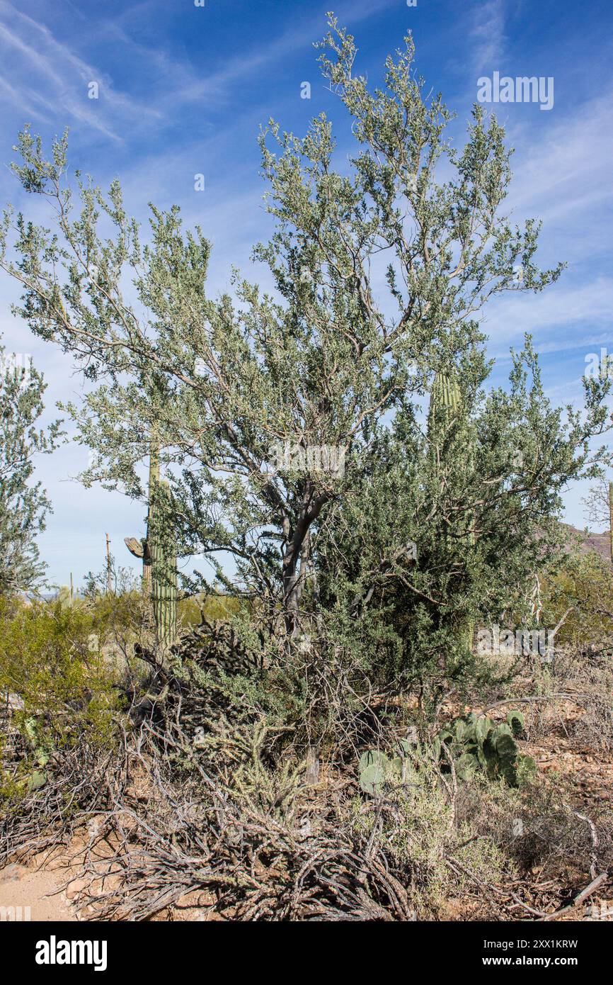 desert ironwood (Olneya tesota) Plantae Stock Photo - Alamy