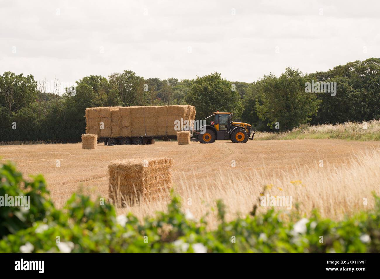 Tractor with a trailer full of hay bales in Hunstanton, Norfolk, UK ...