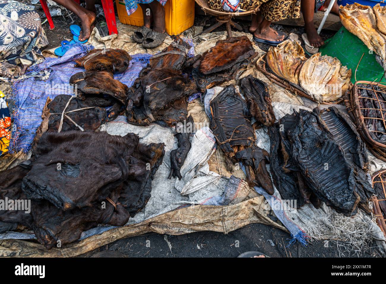 Bush meat market, Mbandaka, Equateur province, Democratic Republic of ...