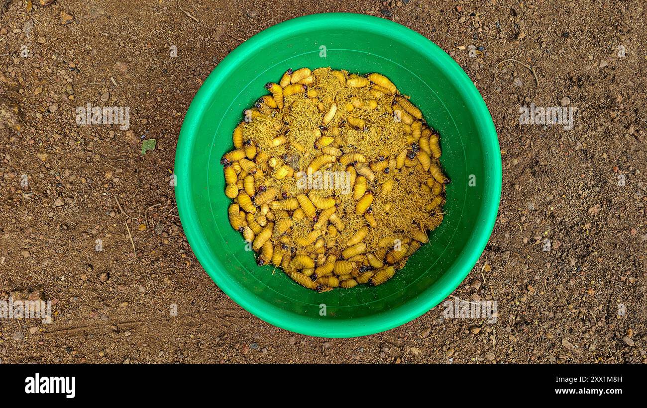 Living worms for lunch, Mbandaka, Equateur province, Democratic ...