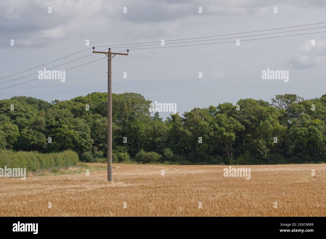 Electricity pylon in dense hi-res stock photography and images - Alamy