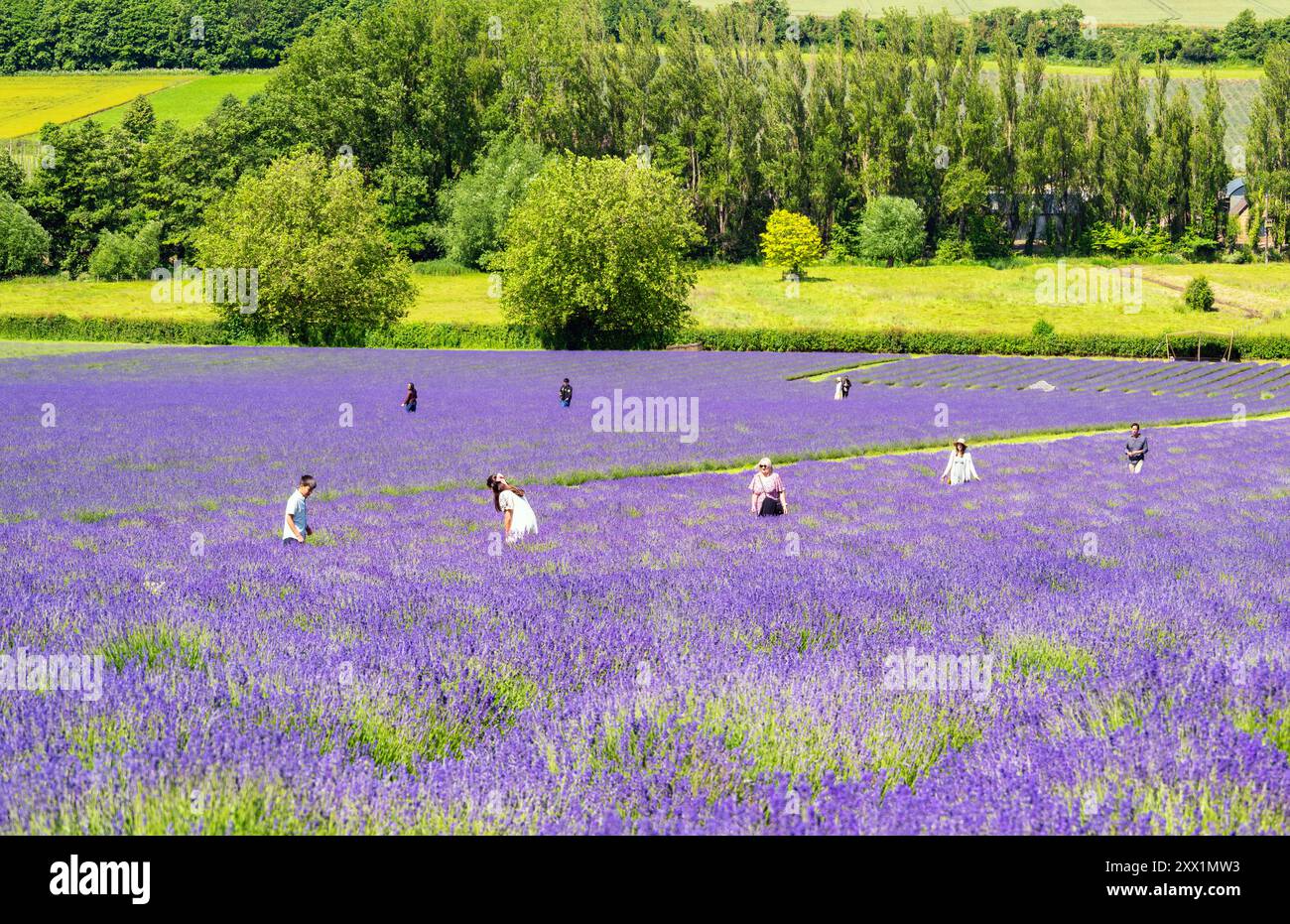 Lavender fields in Shoreham, Kent, England, United Kingdom, Europe ...