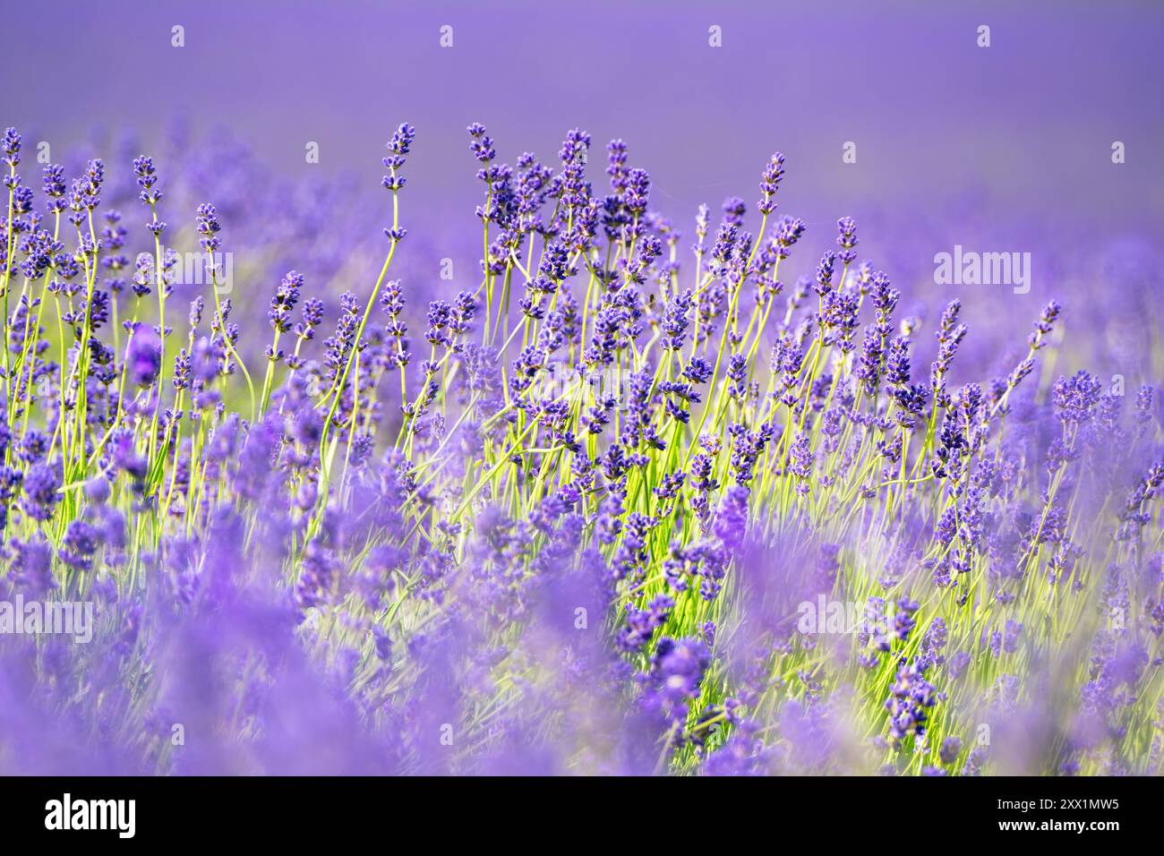 Lavender fields in Shoreham, Kent, England, United Kingdom, Europe ...