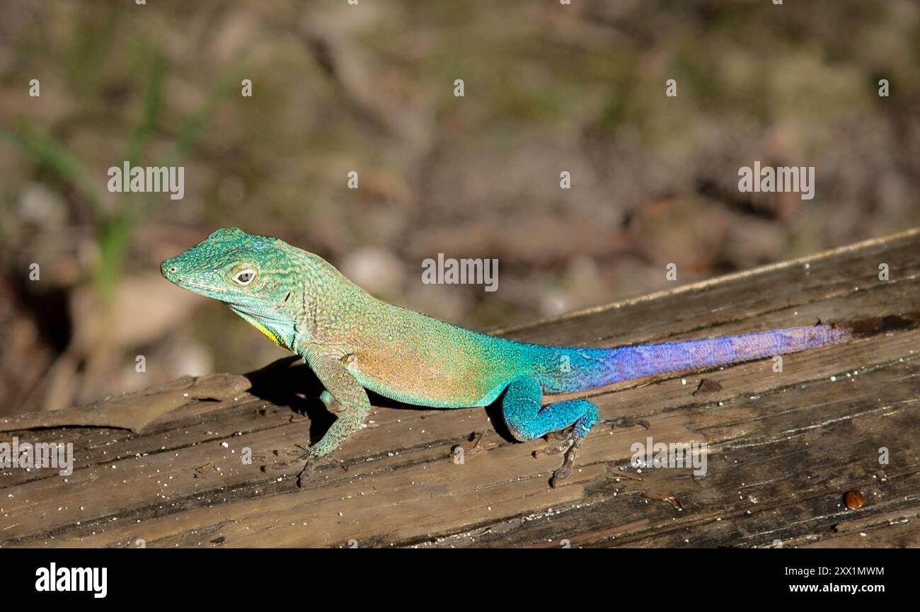 Jamaican turquoise anole lizard hi-res stock photography and images - Alamy