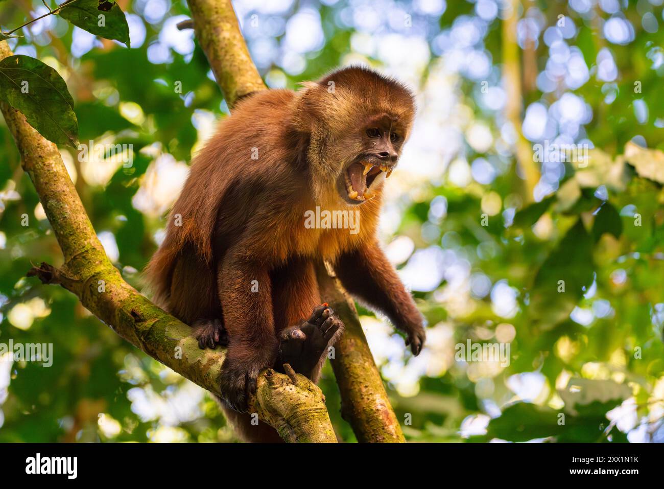 Angry brown capuchin monkey (Cebus apella) (Sapajus apella) on tree ...