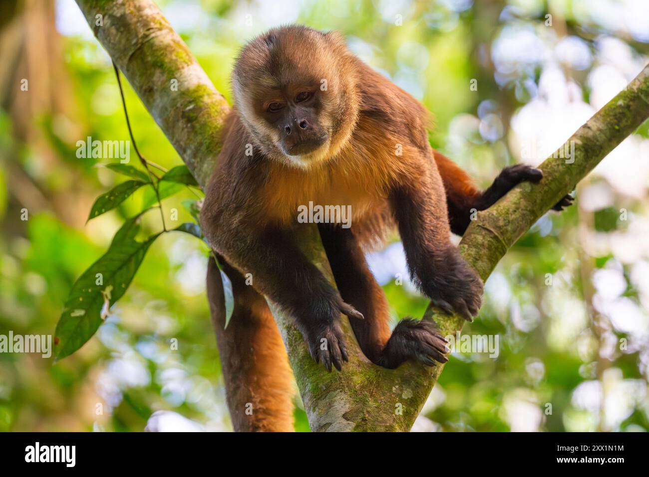 Brown capuchin monkey (Cebus apella) (Sapajus apella) on tree ...
