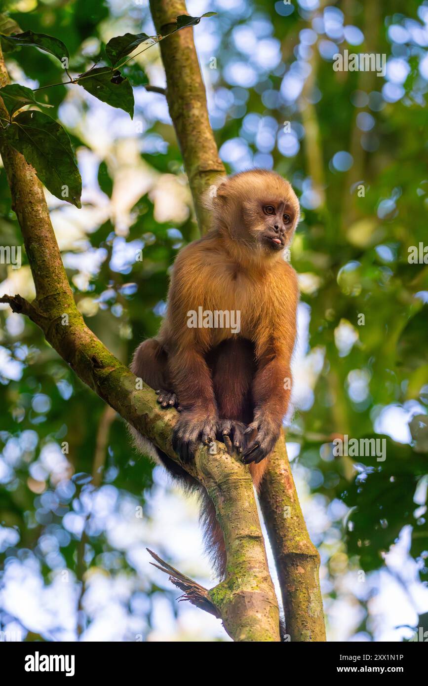 Brown capuchin monkey (Cebus apella) (Sapajus apella) on tree ...