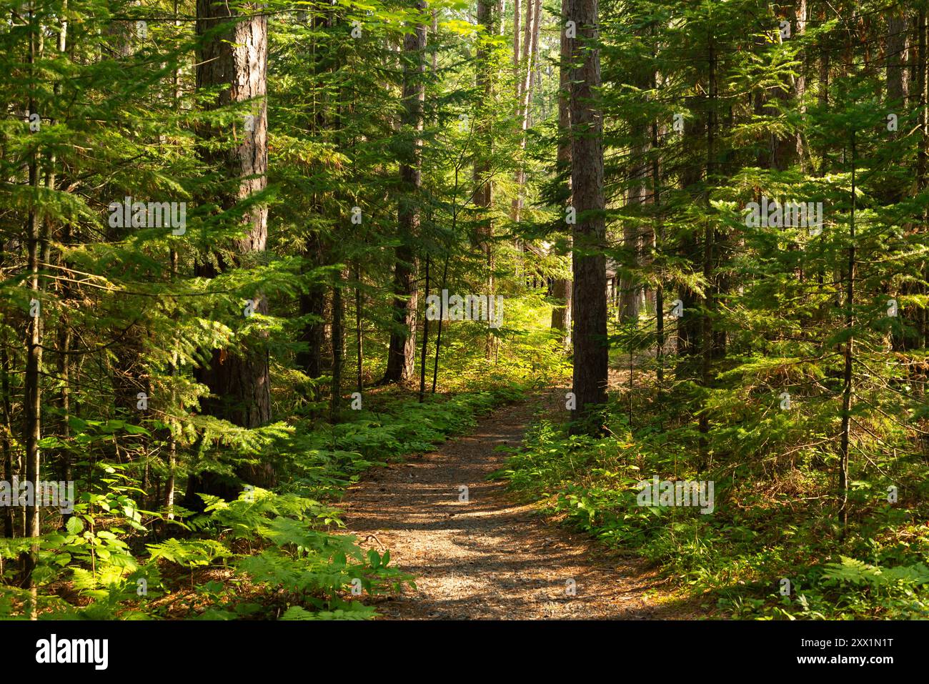 Hiking trail at Amnicon Falls State Park in Wisconsin, USA Stock Photo - Alamy