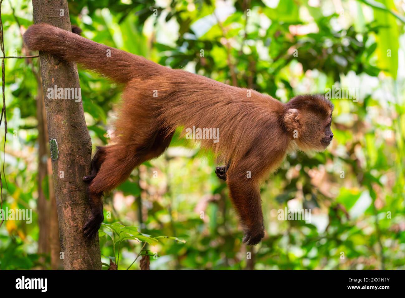 Brown capuchin monkey (Cebus apella) (Sapajus apella) on tree ...