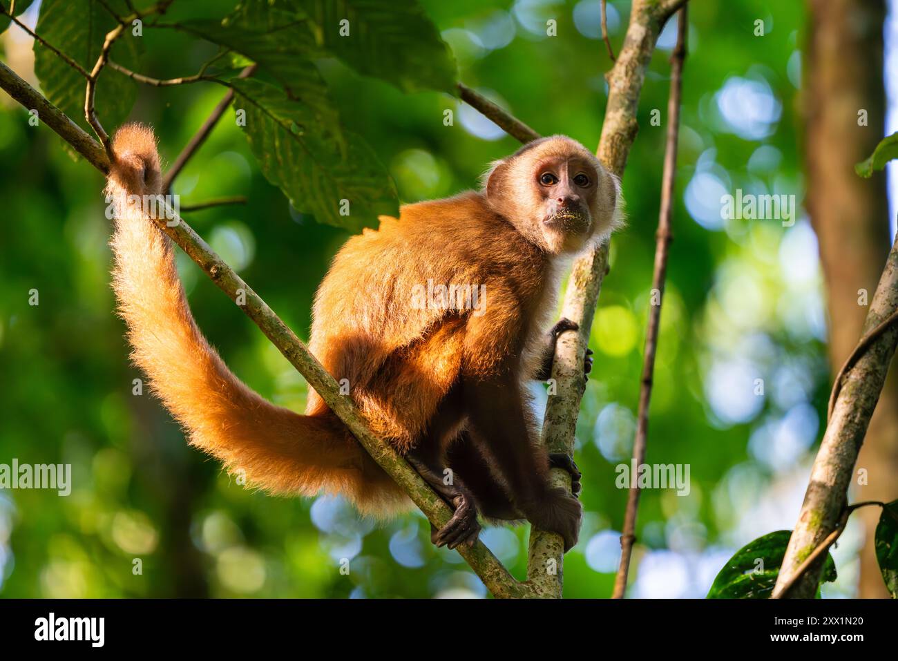 Brown capuchin monkey (Cebus apella) (Sapajus apella) on tree ...
