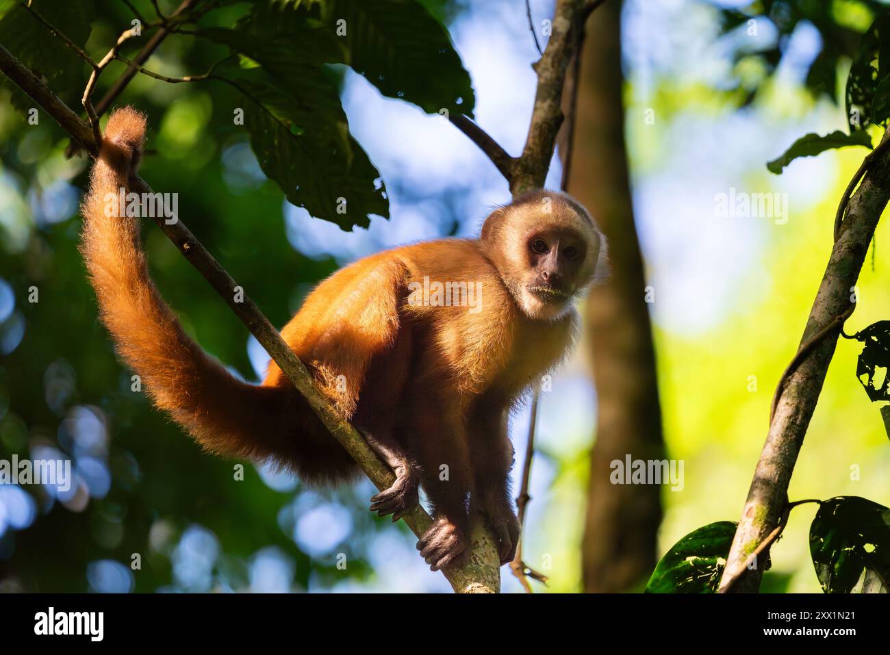 Brown capuchin monkey (Cebus apella) (Sapajus apella) on tree ...